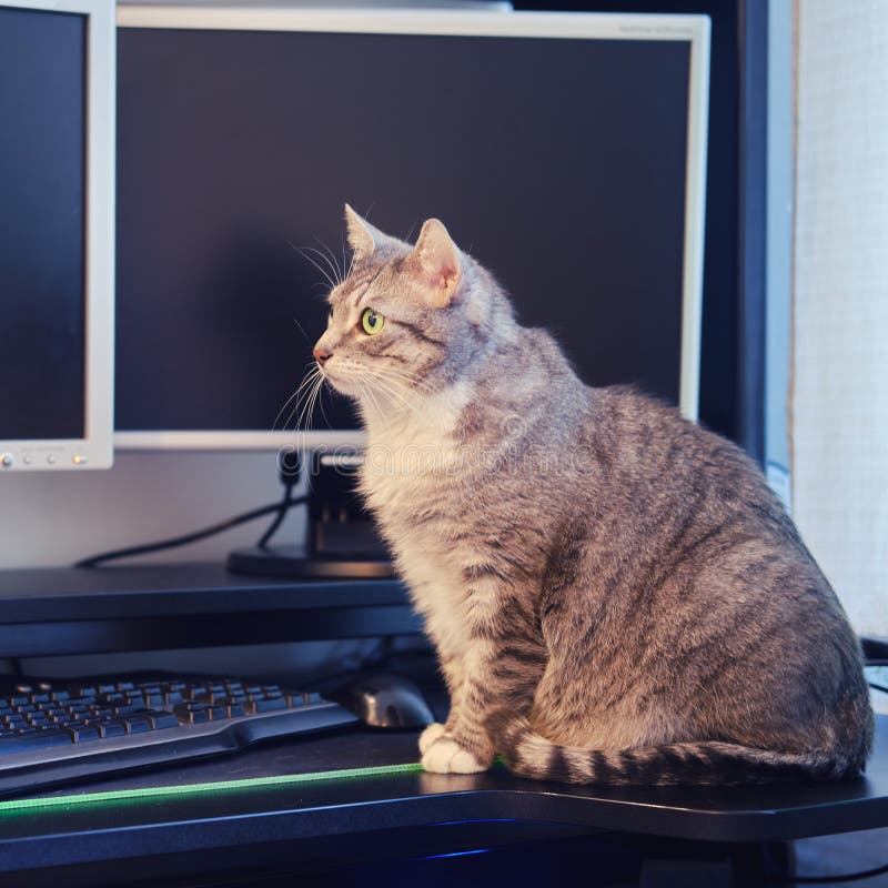 Gray Pet on a Computer Table with Two Monitors Near the Mouse and ...
