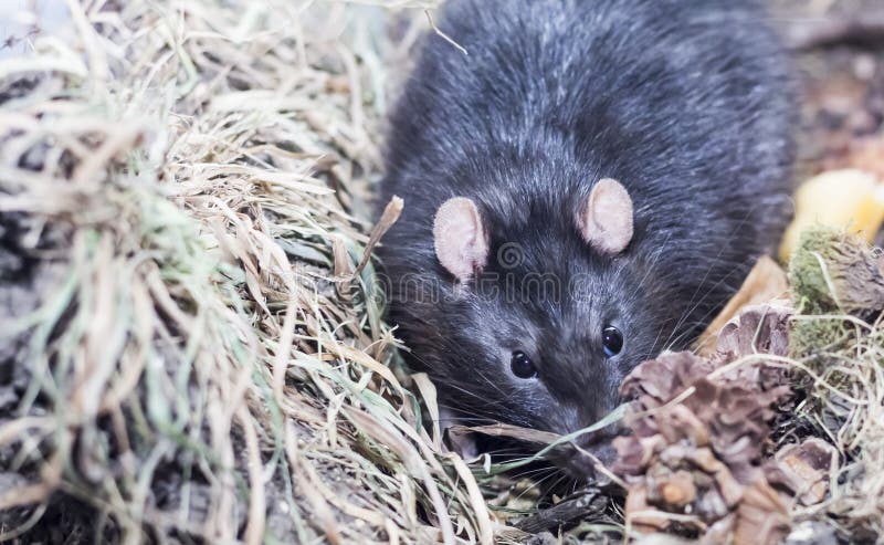 Hiding rat stock image. Image of pest, nose, outdoor - 18505523