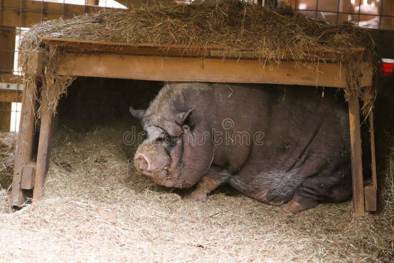 Gray Pig in Wood Barn Pen with Straw Stock Photo - Image of orientation ...