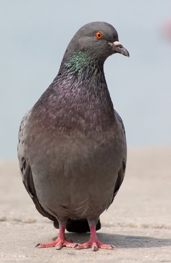 Gray Pigeon stock image. Image of billboards, excellent - 99927259