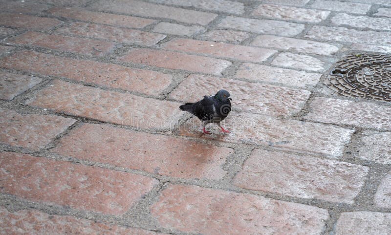 Gray Pigeon Walks on Pavement in the City Stock Image - Image of animal ...
