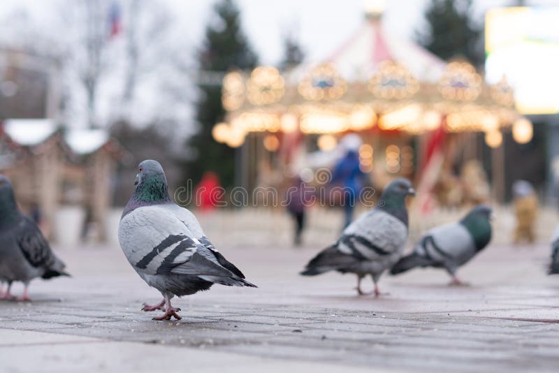 Gray pigeons on the square stock image. Image of nature - 169679407