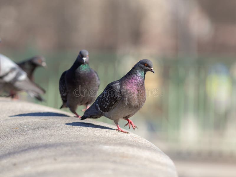 Gray Pigeons in the Foreground Stock Photo - Image of color, white ...