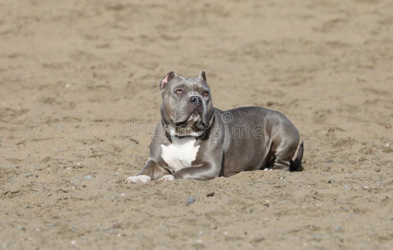 Gray Pitbull Laying in the Sand Stock Image - Image of outside, canine ...