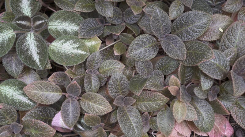 Gray Plant Leaves Background Stock Photo - Image of travel ...