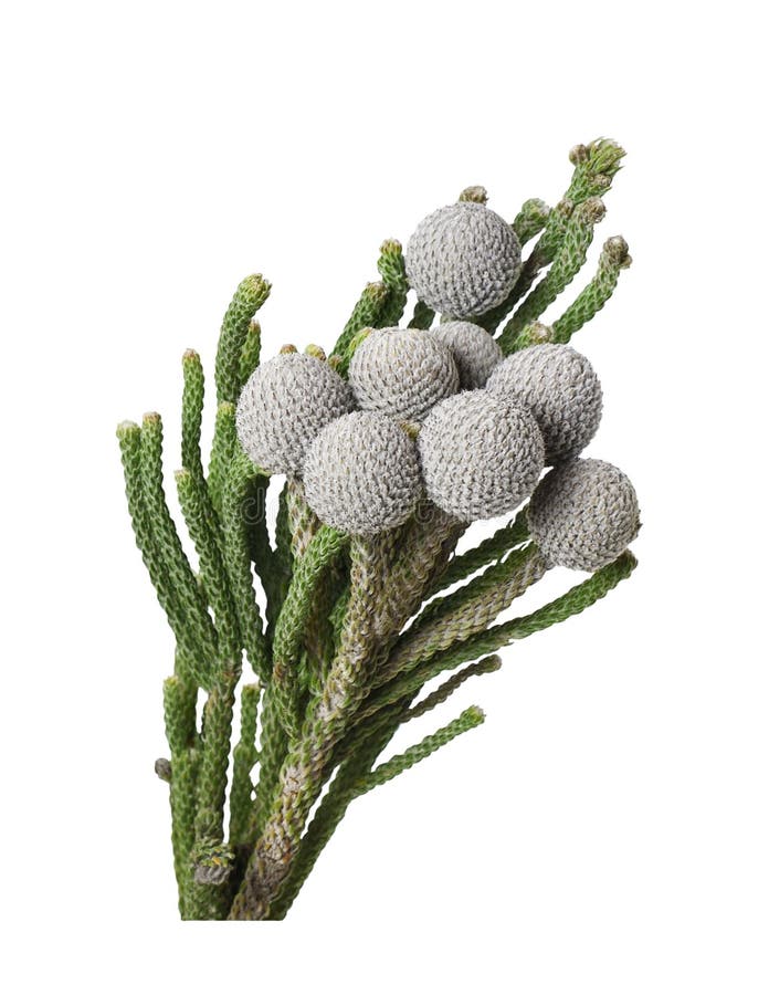 Gray Pompons and Green Leaves of Brunia Isolated Stock Photo - Image of ...