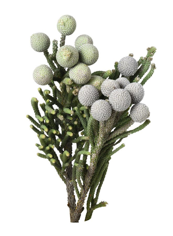 Gray Pompons and Green Leaves of Brunia Isolated Stock Image - Image of ...