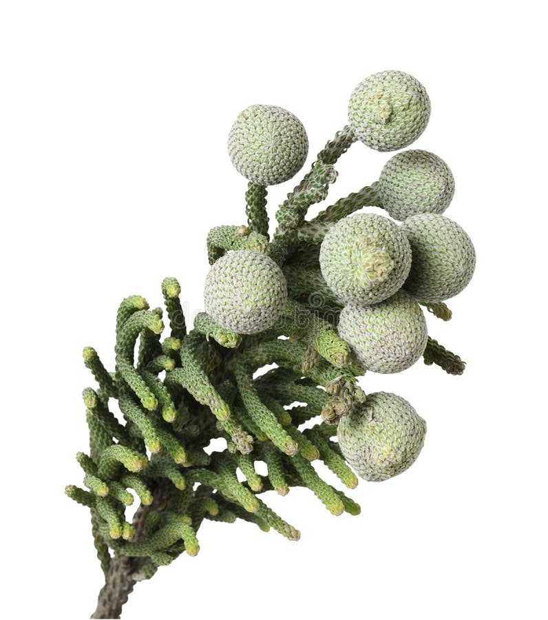 Gray Pompons and Green Leaves of Brunia Isolated Stock Photo - Image of ...