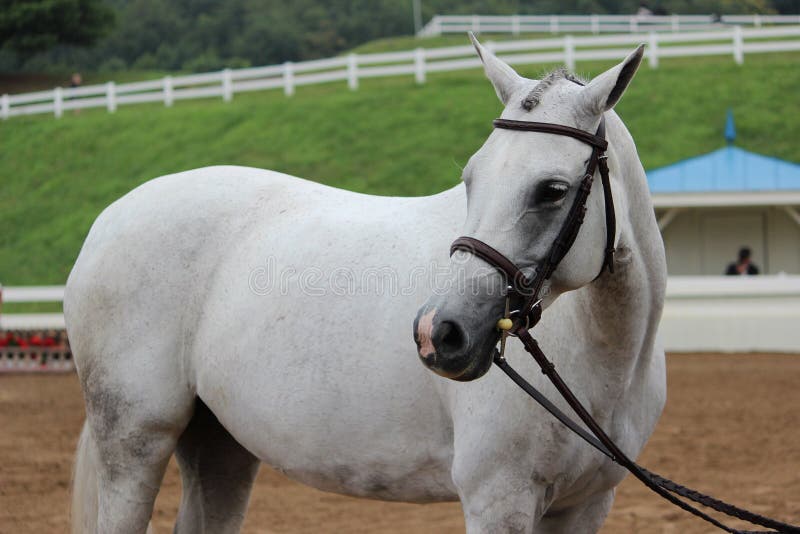 Gray pony on farm stock image. Image of arena, outdoor - 33232883