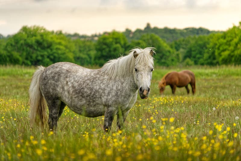 Gray pony stock photo. Image of breed, field, livestock - 57295504