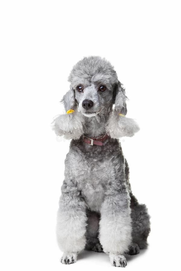 Grey poodle stock photo. Image of canine, cute, grey, slim - 4721594