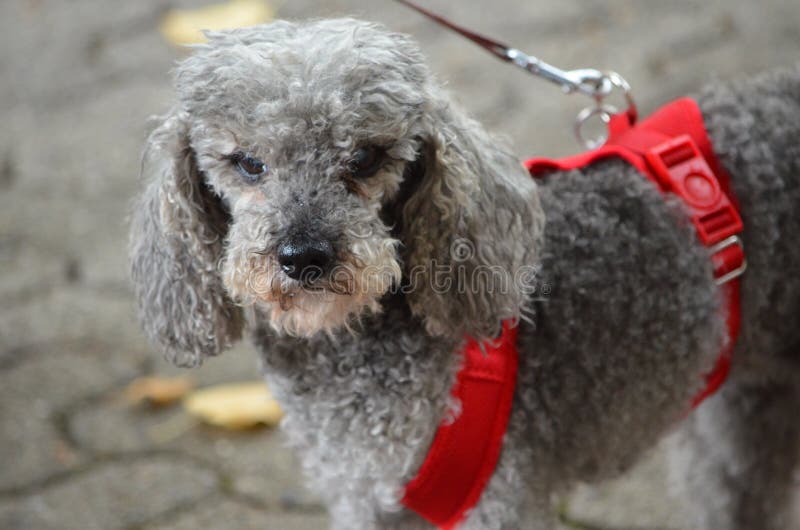 Gray Poodle Portrait, Portrait of an Old Miniature Poodle. Stock Image ...