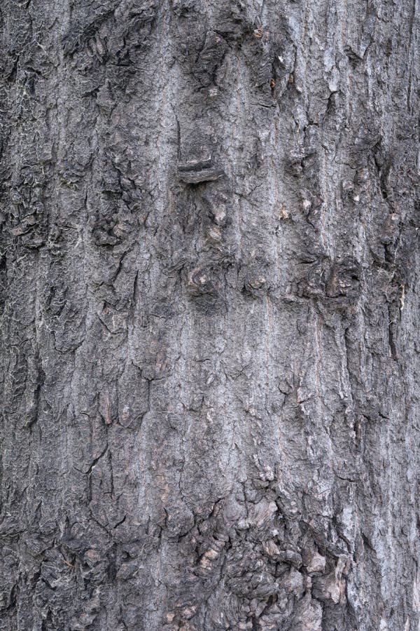 Gray Poplar Bark Background Natural Stock Image - Image of texture ...