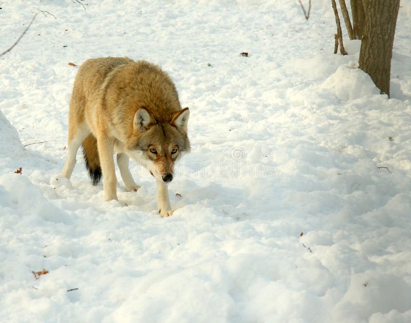 The Gray Predator Came for Hunting Stock Image - Image of black, beauty ...