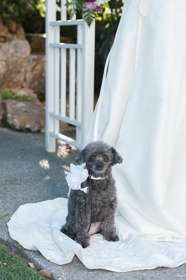 Gray Puddle Sitting on the Tail of a White Wedding Dress Stock Image ...