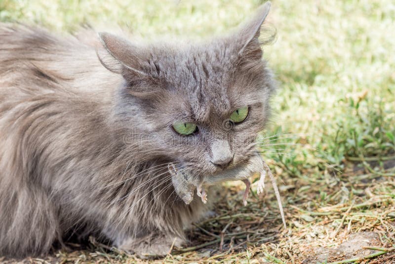 A Gray Caught a Mouse, the Cat Holds a Mouse in Her Mouth_ Stock Photo ... A Gray Caught a Mouse, the Cat Holds a Mouse in Her Mouth_ Stock Photo ...