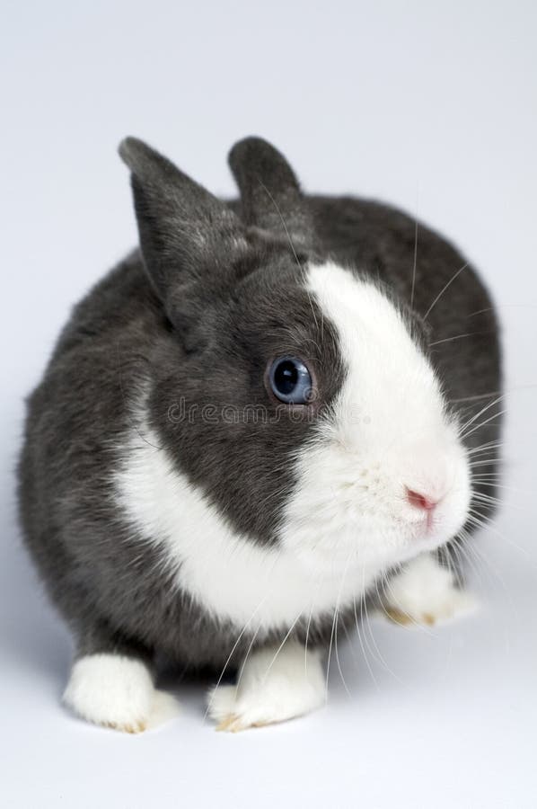 Angora lop-eared rabbit stock photo. Image of eyes, furry - 35184648
