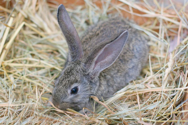 Gray Rabbit stock image. Image of horizontal, hair, pets - 11814451