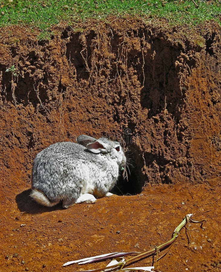 Meerkat stock photo. Image of watching, looking, cute - 15854928