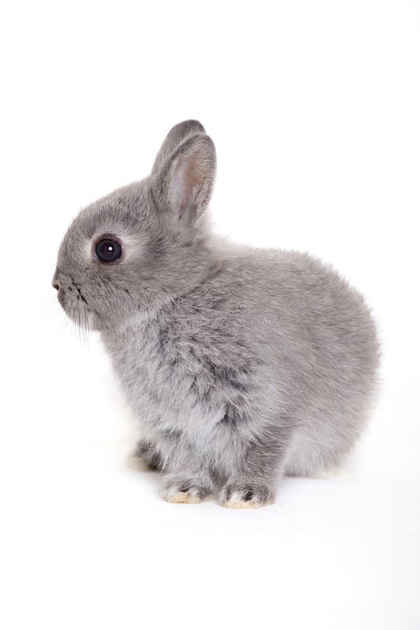 White Rabbit in the Snow stock image. Image of woodland - 16721383