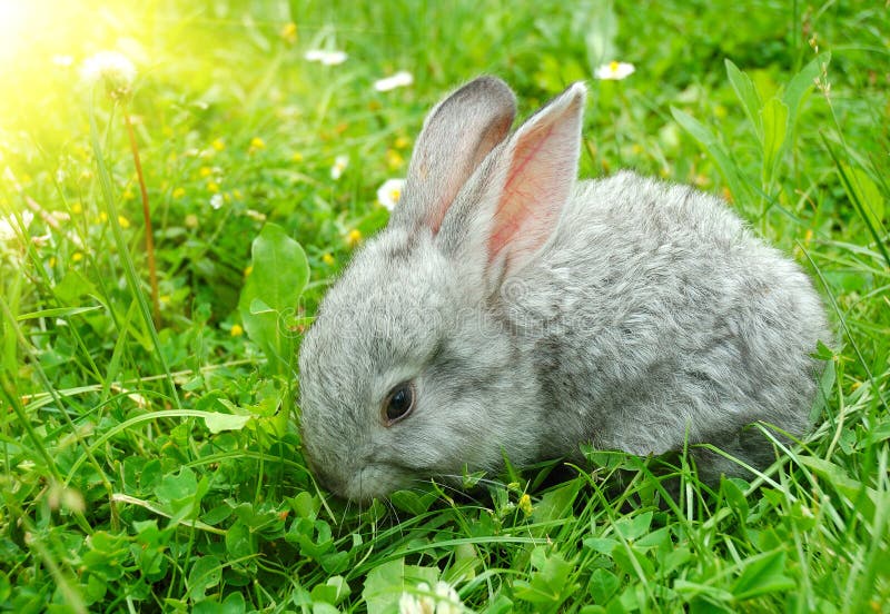 Gray rabbit stock photo. Image of creature, lying, brown - 22379754