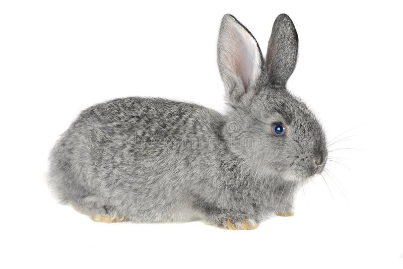 Gray rabbit stock photo. Image of alertness, tame, animal - 23568494