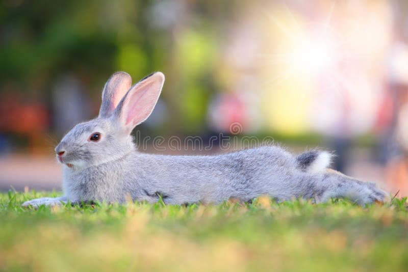 Cautious Bunny Rabbit in Grass Stock Photo - Image of charming, animals ...