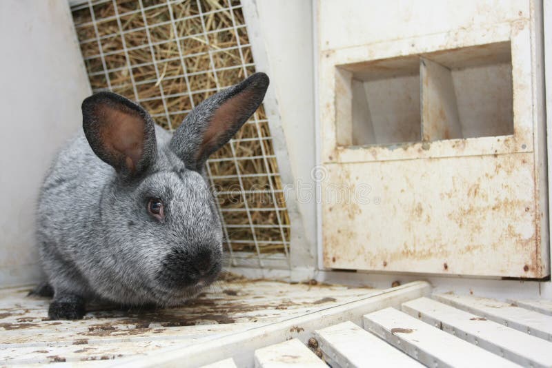 Gray Rabbit Picture. Image: 5860479