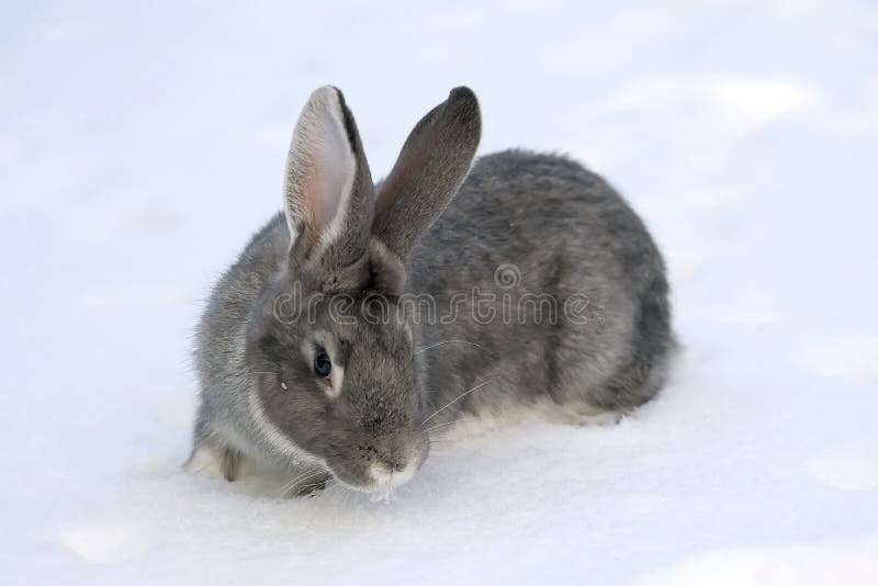 Gray rabbit stock image. Image of mammal, gray, white - 8513503