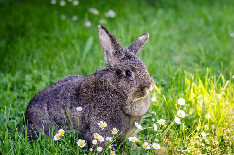 Gray rabbit animal stock image. Image of grey, animal - 74970125
