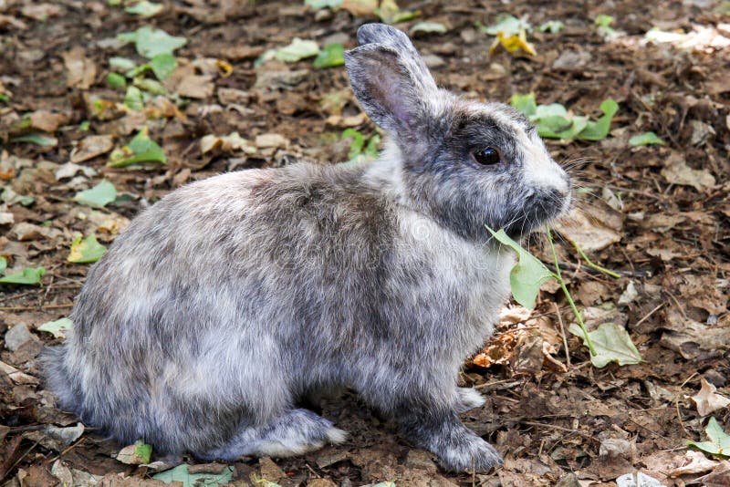 Gray rabbit stock photo. Image of ears, easter, pretty - 60298954