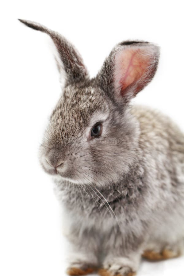 Gray rabbit stock photo. Image of wild, rabbit, mammals - 31685596