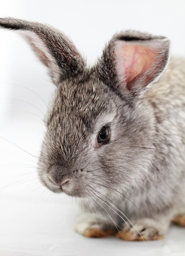 Gray rabbit stock photo. Image of wild, rabbit, mammals - 31685596