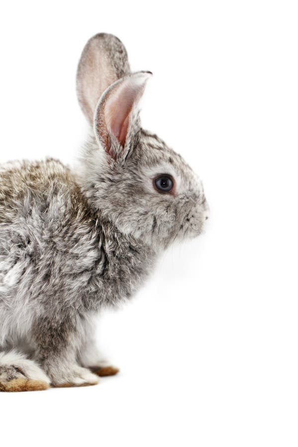 Gray rabbit stock photo. Image of wild, rabbit, mammals - 31685596