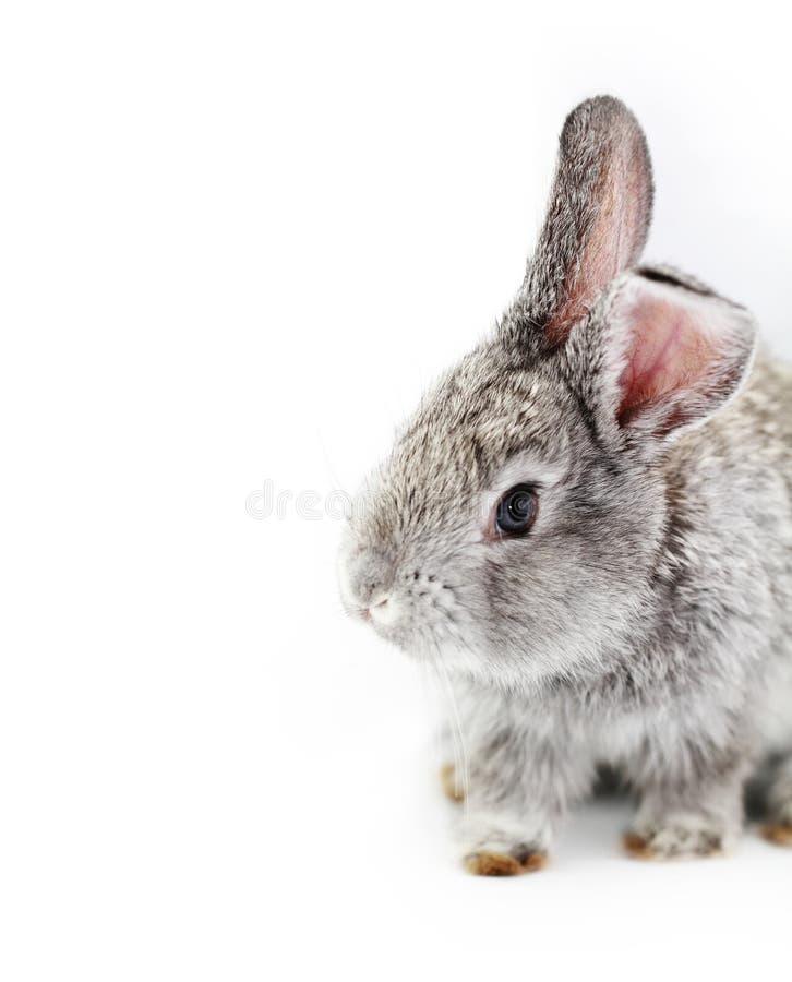 Gray rabbit stock photo. Image of wild, rabbit, mammals - 31685596