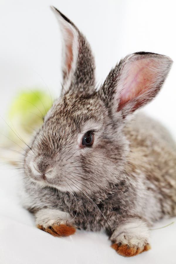 Rabbit in grass stock image. Image of playful, brown, soft - 5062245