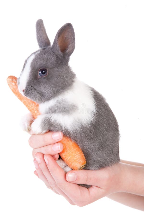 Gray Rabbit with Carrot in the Hand Stock Image - Image of farm, eyes ...