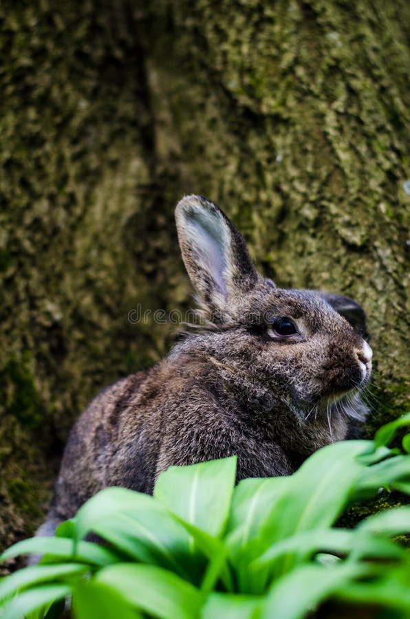 Gray rabbit stock photo. Image of furry, grey, mammal - 248045796