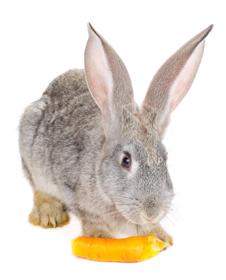 Eating Time for Lion Rabbit 2 Stock Photo - Image of easter, rabbits ...