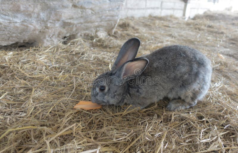 A Gray Rabbit Eating Carrots on Straw Floor Stock Photo - Image of ...