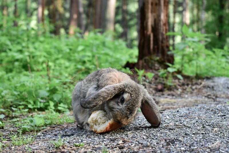 Gray Rabbit Eating a Crust of Bread in a Pine Forest Stock Image ...
