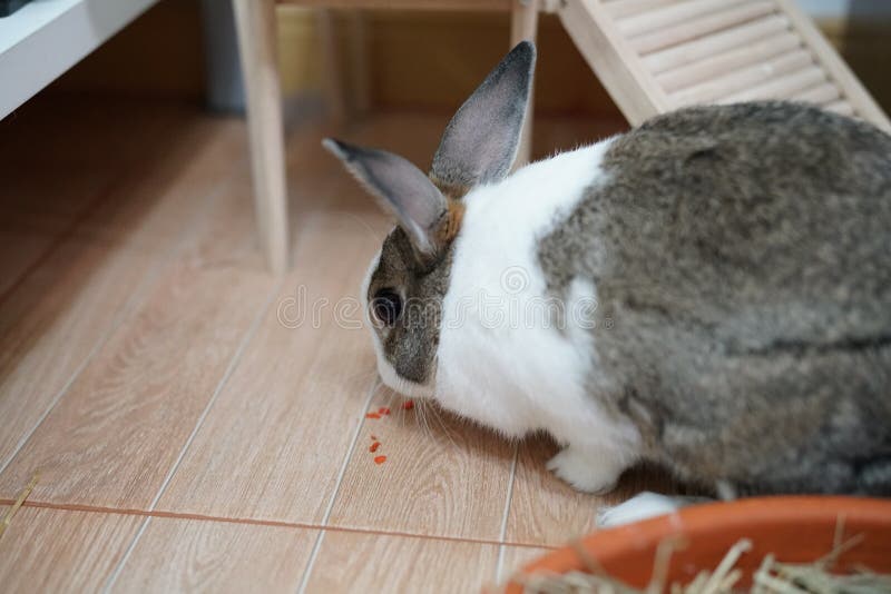 Gray Rabbit eating stock image. Image of animal, hare - 137040447