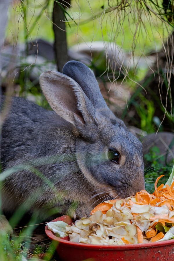 Gray Rabbit Eating Sliced Carrot and Cabbage from a Red Plastic Bowl ...