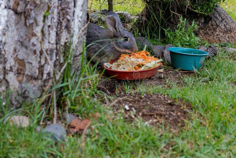 Gray Rabbit Eating Sliced Carrot and Cabbage from a Red Plastic Bowl ...