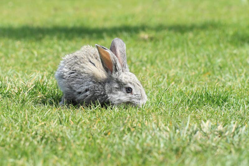 Gray rabbit stock image. Image of little, countryside - 34099099