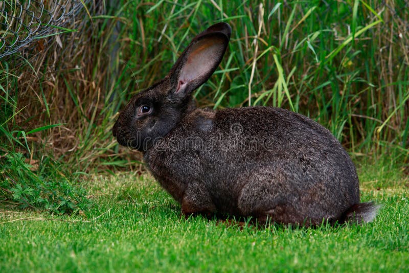 Big gray rabbit stock image. Image of hare, stones, portrait - 181553131