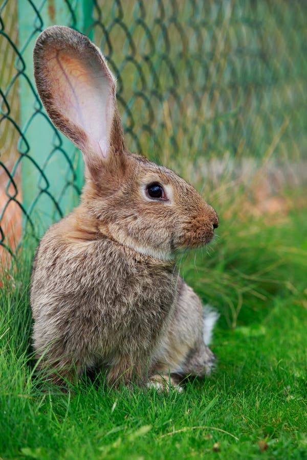 Big gray rabbit stock image. Image of hare, stones, portrait - 181553131