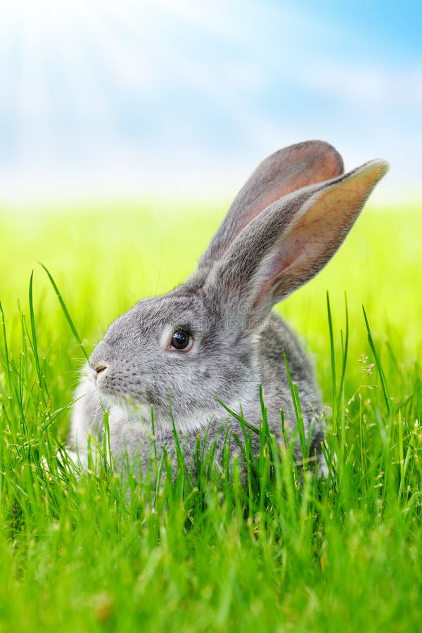 Gray Rabbit Hiding on Green Spring Grass. Stock Photo - Image of cute ...