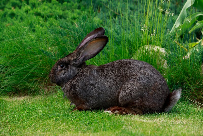 Big gray rabbit stock image. Image of hare, stones, portrait - 181553131