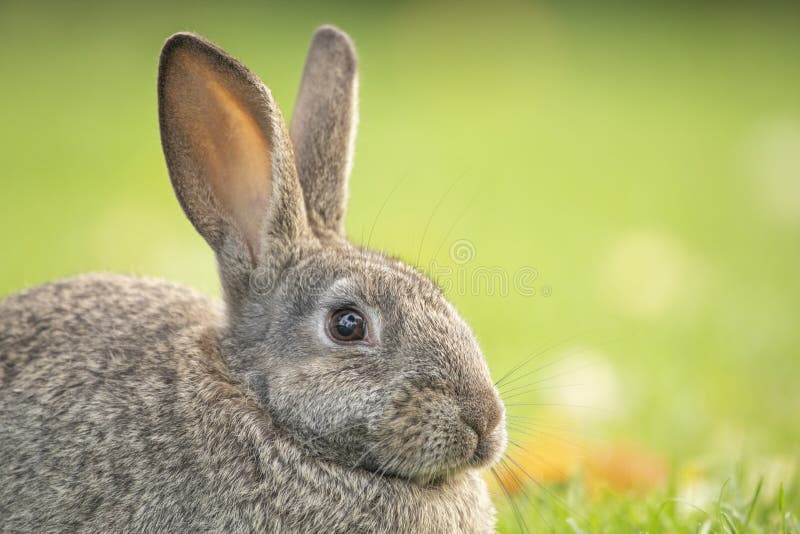 Easter Gray Rabbit on the Green Grass Stock Image - Image of easter ...